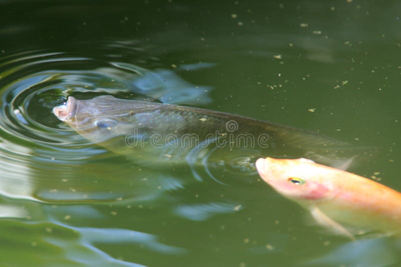 Fishes swimming in lake stock photo. Image of orange, animals - 6716538