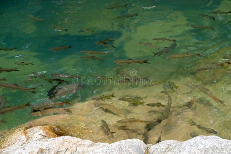 Fishes swimming stock image. Image of travel, life, bottom - 74954441