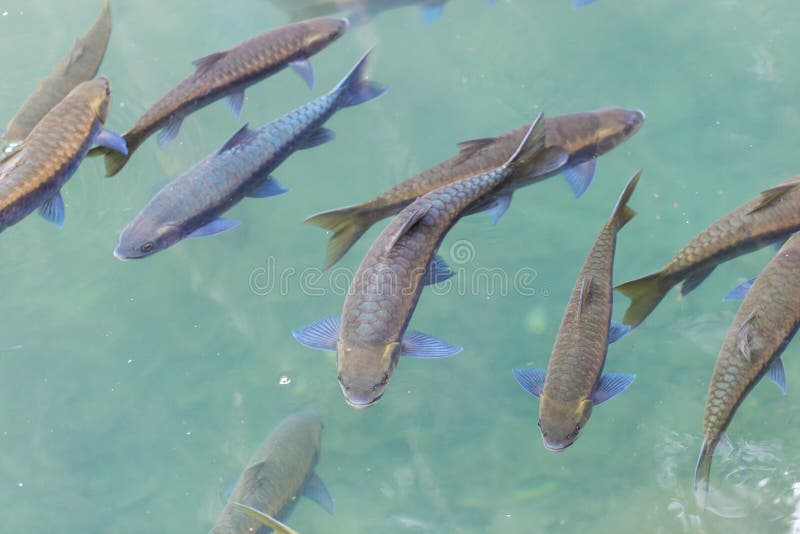 Fishes swimming in water stock image. Image of outdoors - 40245309