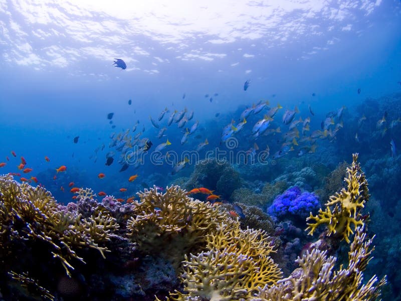 Fishes at Underwater Coral Reef Stock Photo - Image of coral, perches ...