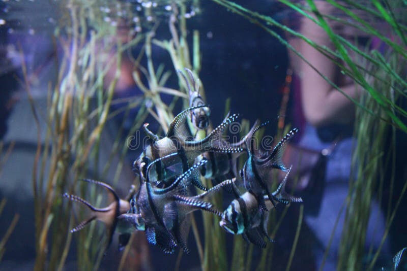 Fishes in the water stock photo. Image of invertebrate - 268130278