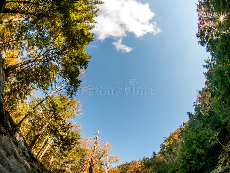 Fisheye Forest stock photo. Image of central, forest - 46271798