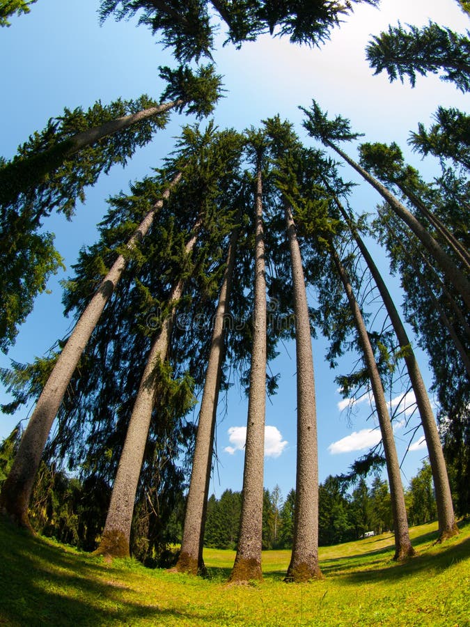 Fisheye Shot of Trees in the Forest Stock Image - Image of lens ...