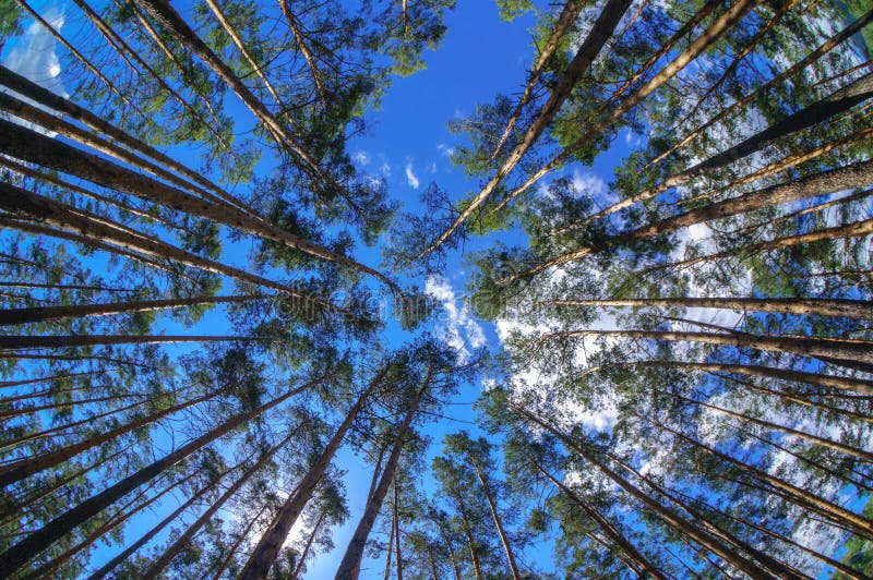 Fisheye View of Dense Pine Tree Forest Stock Image - Image of breathe ...