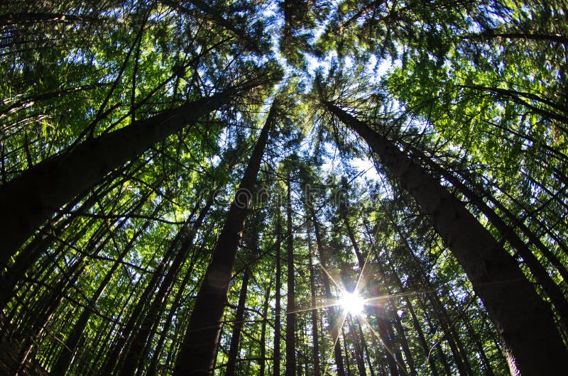 Fisheye View of a Tree Tops in a Dense Forest Stock Image - Image of ...