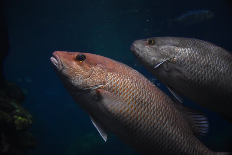 FishFishFish in aquarium stock photo. Image of wildlife - 226223220