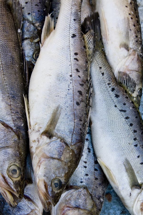 FishFresh Frozen Fish stock image. Image of meal, green - 12569645