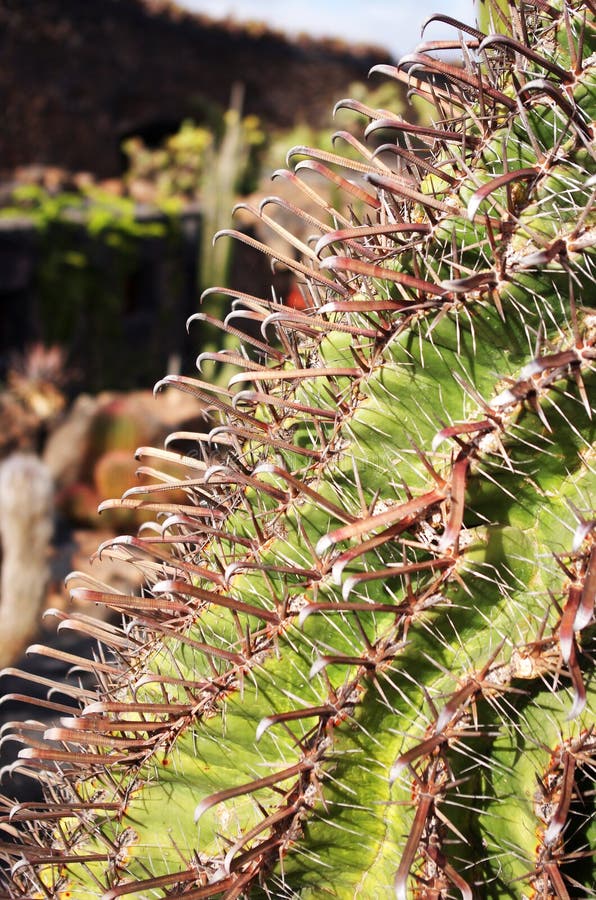 Fishhook Cactus stock image. Image of beauty, barrel - 40247027
