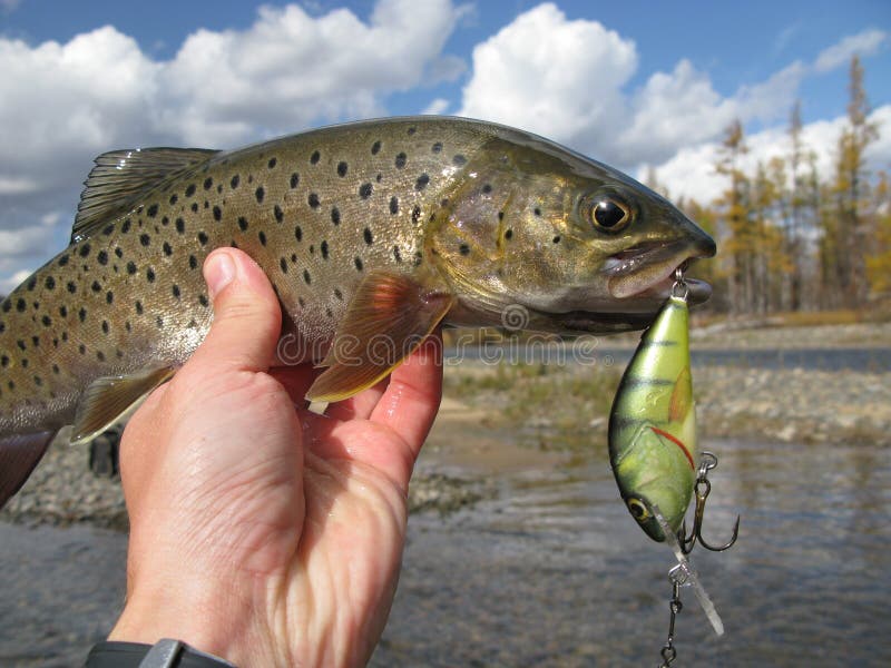 Siberian Lenok (Brachymystax Lenok) Stock Photo - Image of isolated ...