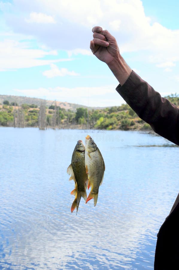Fishing stock photo. Image of caught, freshwater, fishes - 16990212