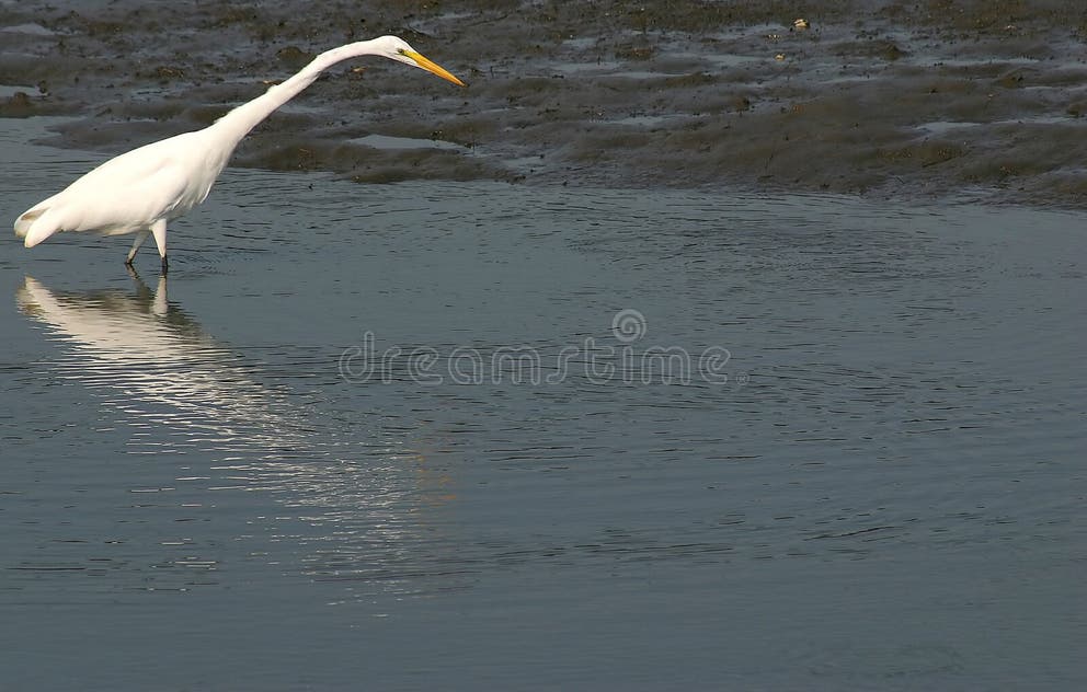 Fishing stock image. Image of reflection, calm, pond, ardea - 180599