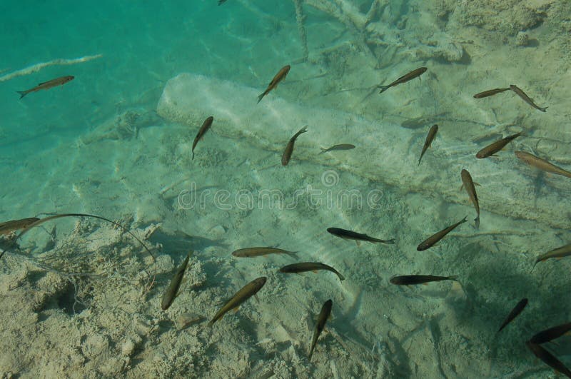 Redfish Underwater Chasing Lure Stock Photo - Image of fishing, fish ...