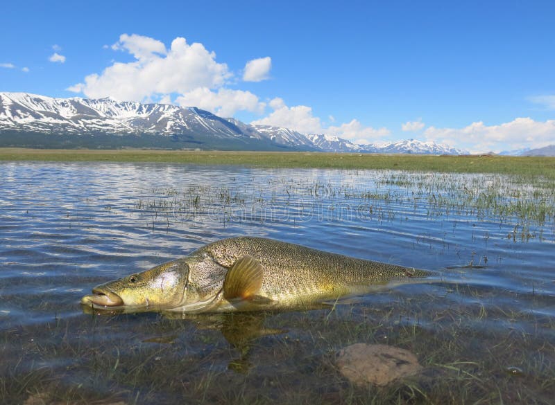 Fishing stock image. Image of altai, arab, nature, arabia - 98436007