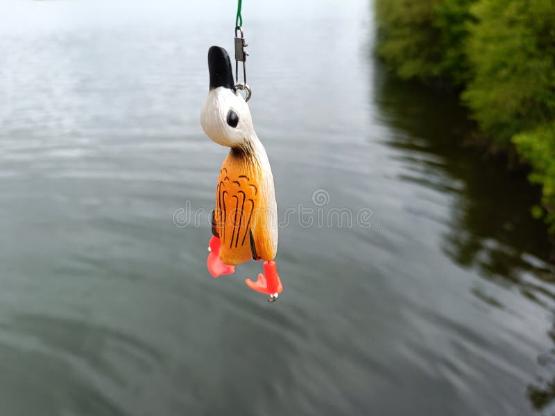 Fishing with Artificial Bait Stock Photo - Image of hunting, chick ...