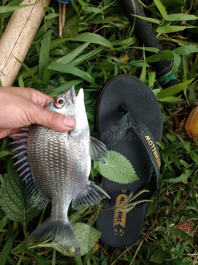 Bakuku Fish Stock Photos - Free & Royalty-Free Stock Photos from Dreamstime