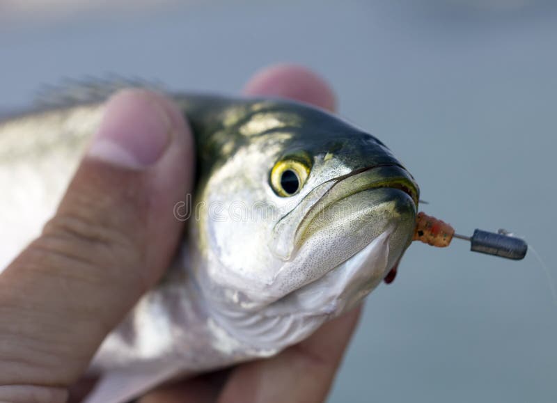 Fishing stock photo. Image of mackerel, hook, lure, animal - 58464094