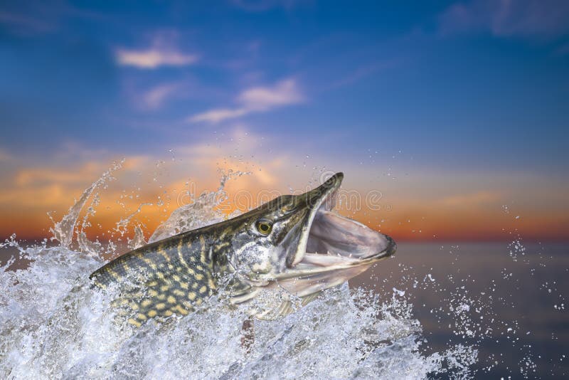 Fishing. Big Pike Fish Jumping with Splashing in Water Stock Photo ...