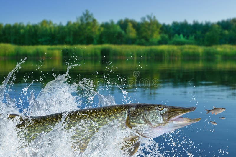 Fishing. Big Pike Fish Jumping with Splashing in Water Stock Image ...