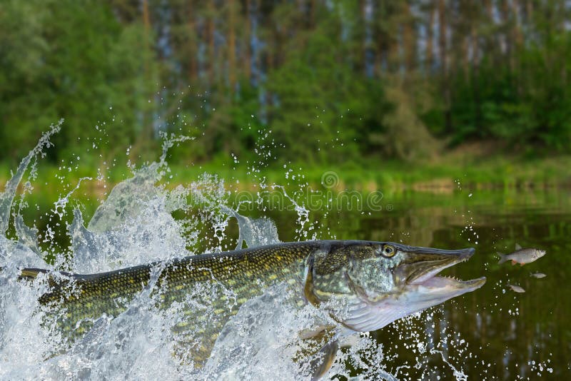 Fishing. Big Pike Fish Jumping with Splashing in Water Stock Image ...