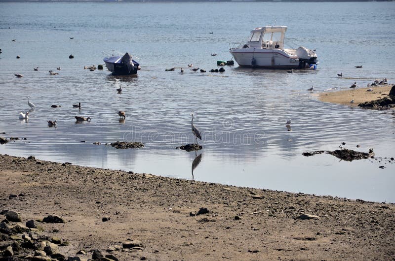 River Douro editorial stock photo. Image of sand, fishing - 111675483