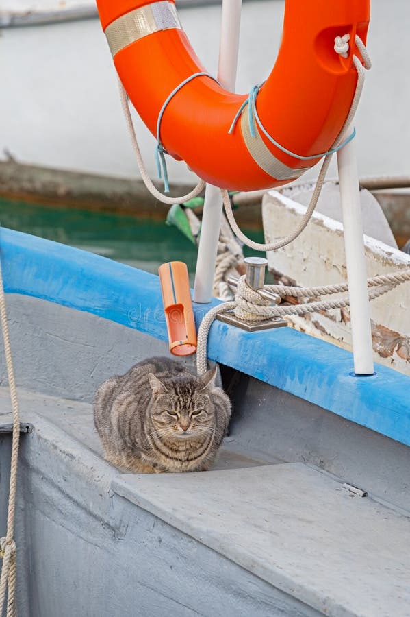 Fishing boats and big cat stock image. Image of sailboat - 264911577