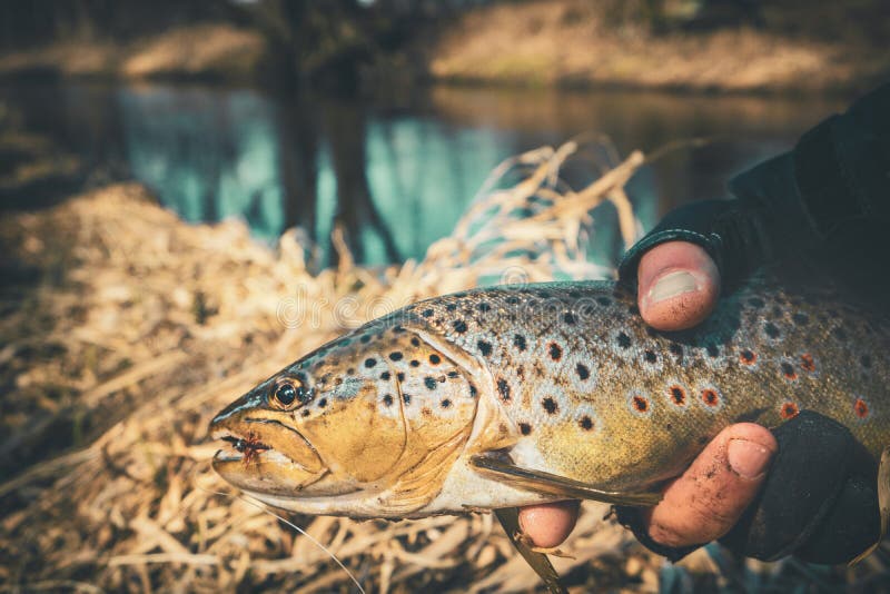 Fishing, brown trout stock image. Image of wild, recreation - 183306145