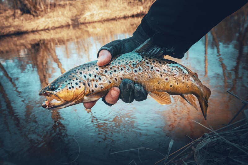 Fishing, brown trout stock image. Image of angler, freshwater - 183306561
