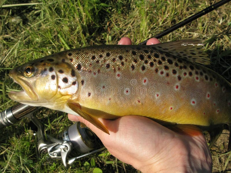 Fishing - brown trout stock image. Image of bait, bite - 94055837