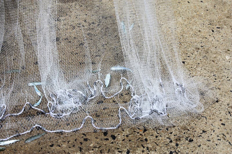 Fishing, Cast Net Used for Catching Bait Fish Stock Photo - Image of ...