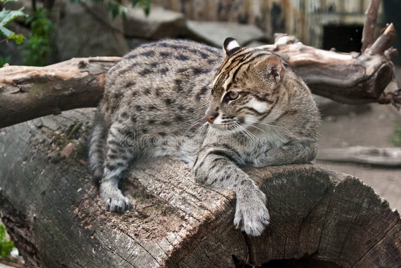 Fishing cat stock photo. Image of feline, spotted, resting - 19889676