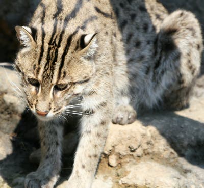135 Fishing Cat Habitat Stock Photos - Free & Royalty-Free Stock Photos ...