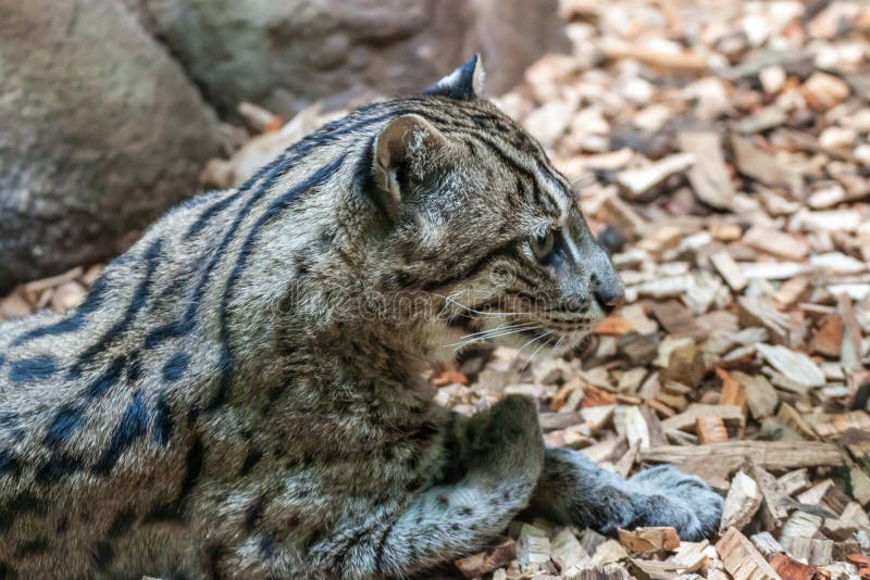 Fishing Cat stock photo. Image of portrait, wild, strong - 53943822