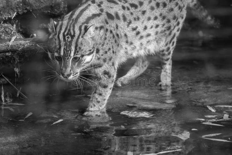 A Fishing Cat Hunting for Fish in Black and White Stock Image - Image ...
