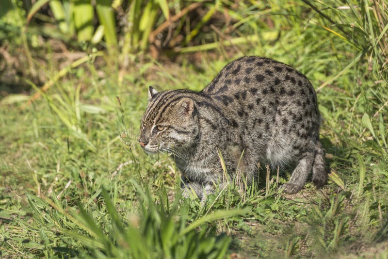 Fishing Cat (Prionailurus Viverrinus) Stock Image - Image of spotted ...