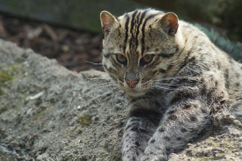 Fishing Cat - Prionailurus Viverrinus Stock Photo - Image of kingdom ...