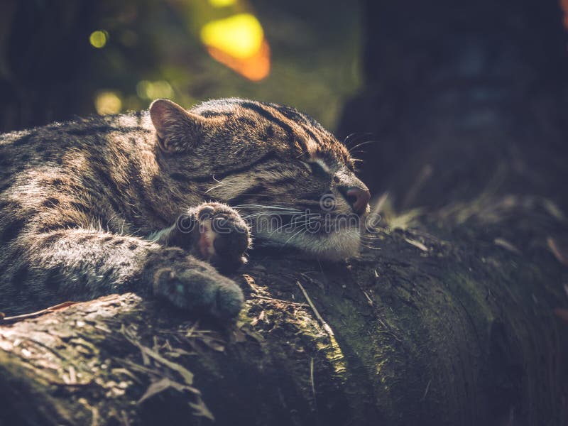 Fishing Cat taking a nap stock photo. Image of malaysia - 230184196
