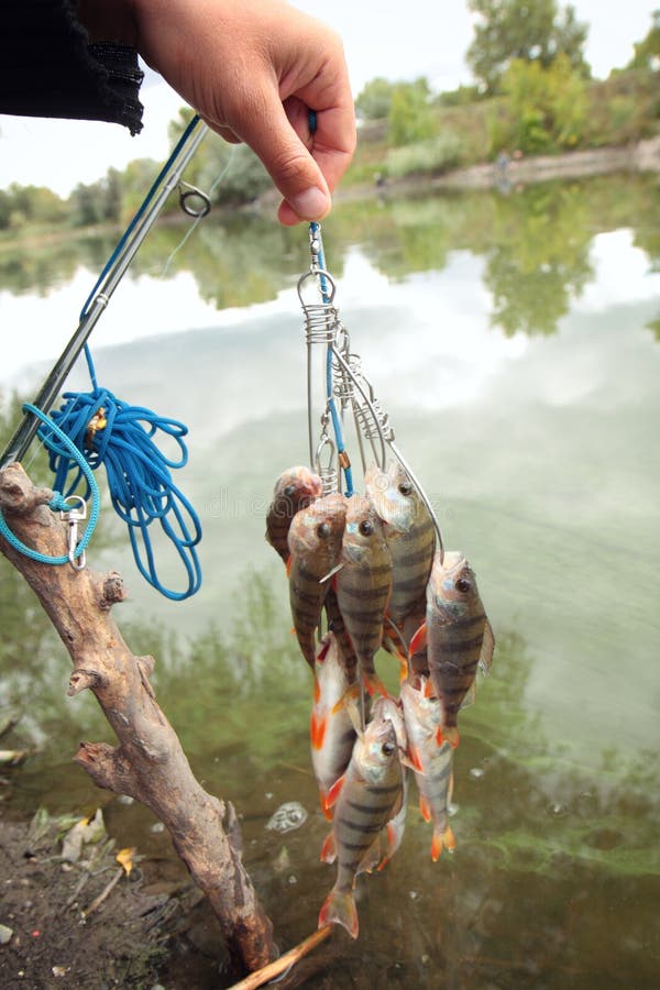 Fishing catch. stock photo. Image of outdoors, caught - 26410878