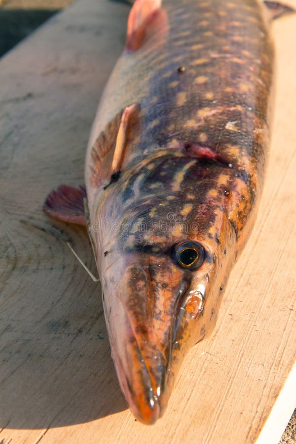 Fishing Catch River Pike Fish Stock Image - Image of spotted, wooden ...