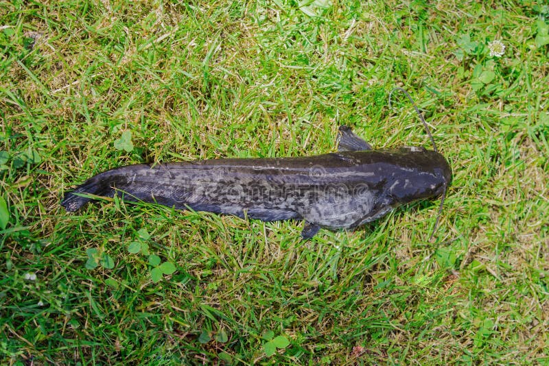 Fishing Catfish on Green Grass. Thick Raw Live Catfish Caught from the ...