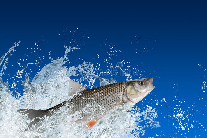 Chub Fish Jumping with Splashing in Water Stock Photo - Image of forest ...