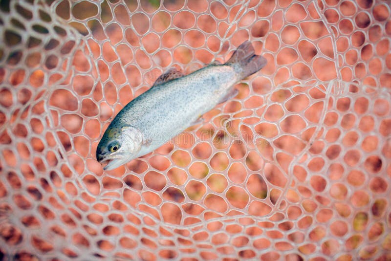 Fishing Close Up Shut Fish Stock Photos - Free & Royalty-Free Stock ...