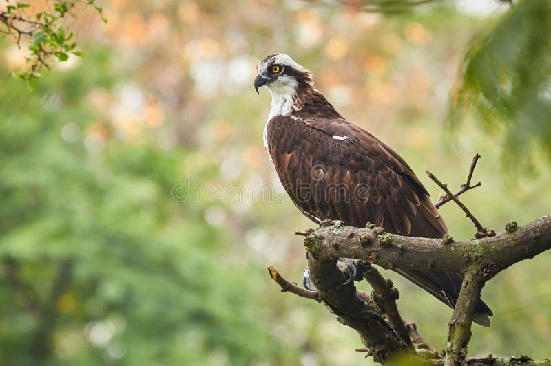 Fishing Eagle Resting on a Tree Stock Photo - Image of nature, small ...