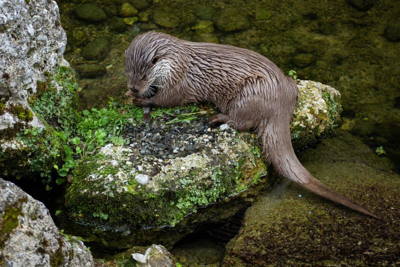 Lunch Otters Stock Photos - Free & Royalty-Free Stock Photos from ...