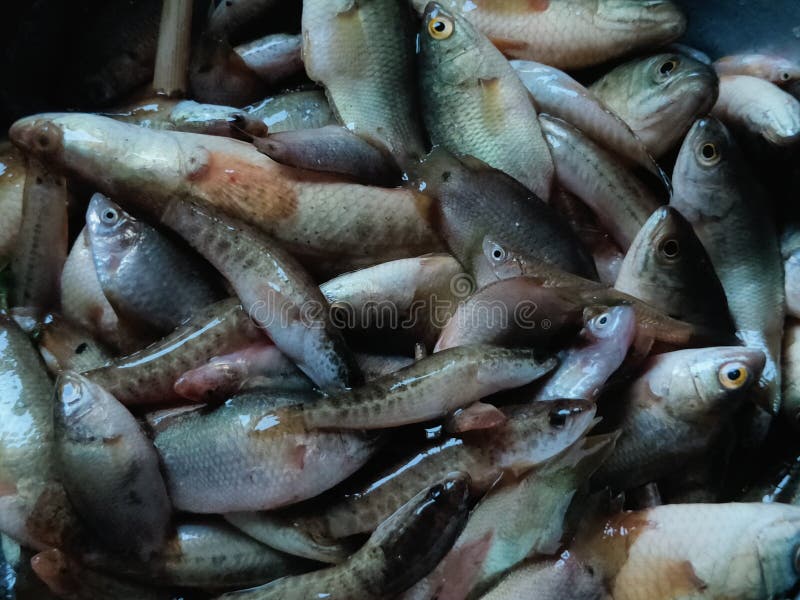 Fishing, Fish in a Bulk Bucket Stock Image - Image of bulk, bucket ...