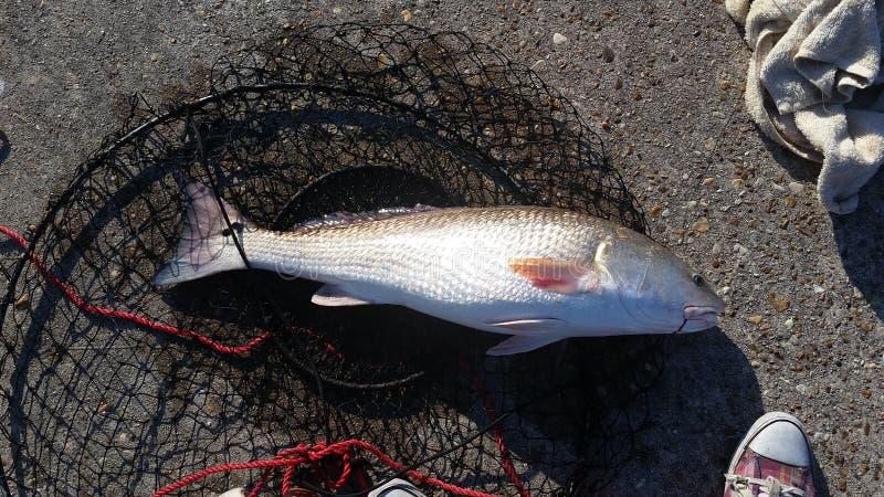 Fishing fish net red bass stock photo. Image of fishing - 160951616