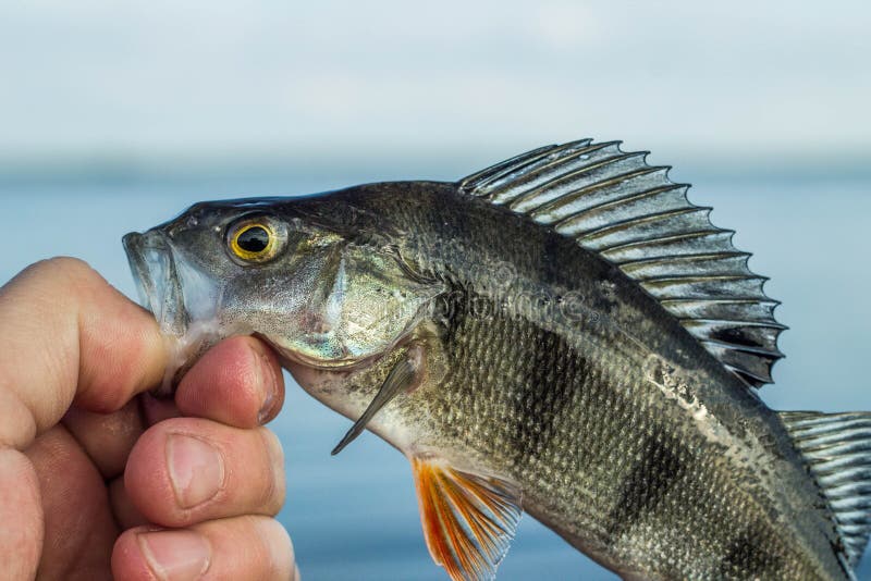 Fishing,fish Perch in the Hand of Angler Stock Image - Image of time ...