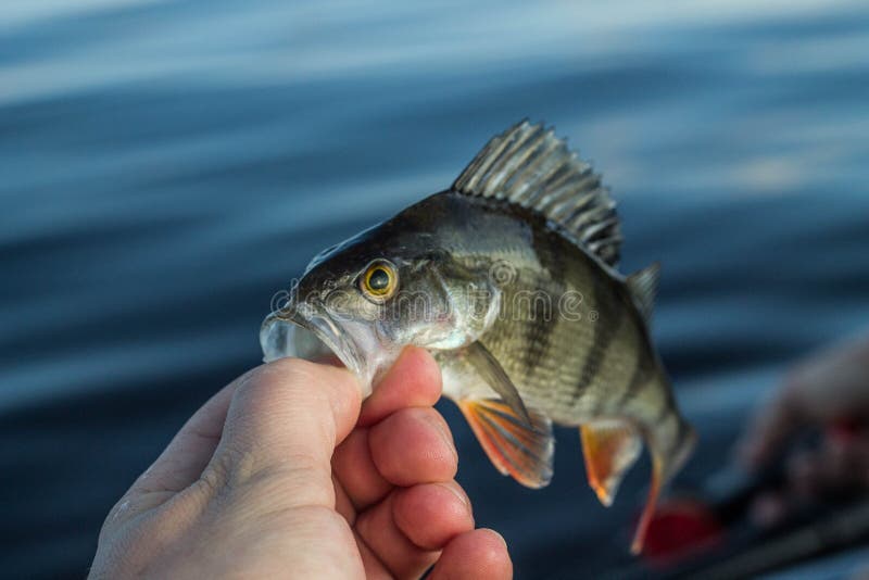 Fishing,fish Perch in the Hand of Angler Stock Photo - Image of catch ...