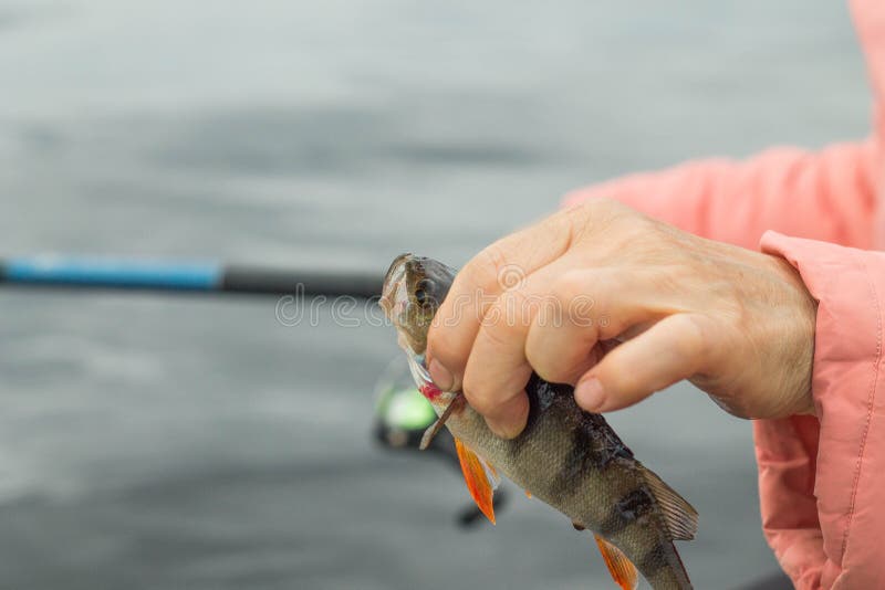 Fishing,fish Perch in the Hand of Angler Stock Image - Image of ...