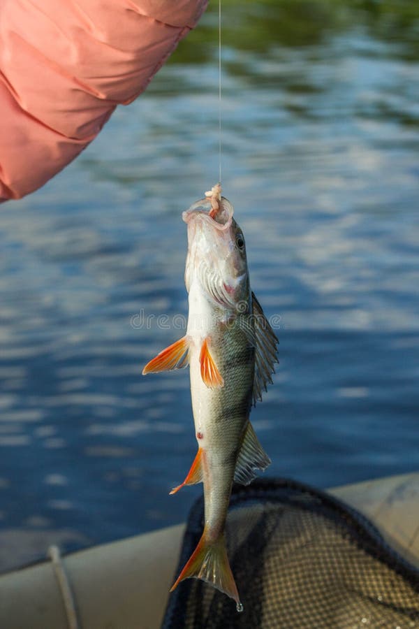 Fishing,fish Perch in the Hand of Angler Stock Photo - Image of tackle ...