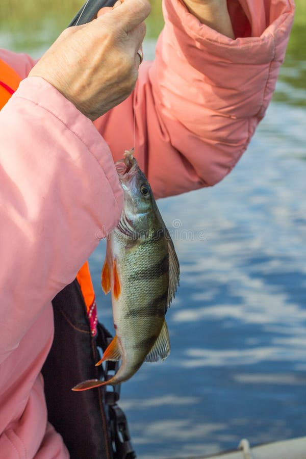 Fishing,fish Perch in the Hand of Angler Stock Image - Image of water ...